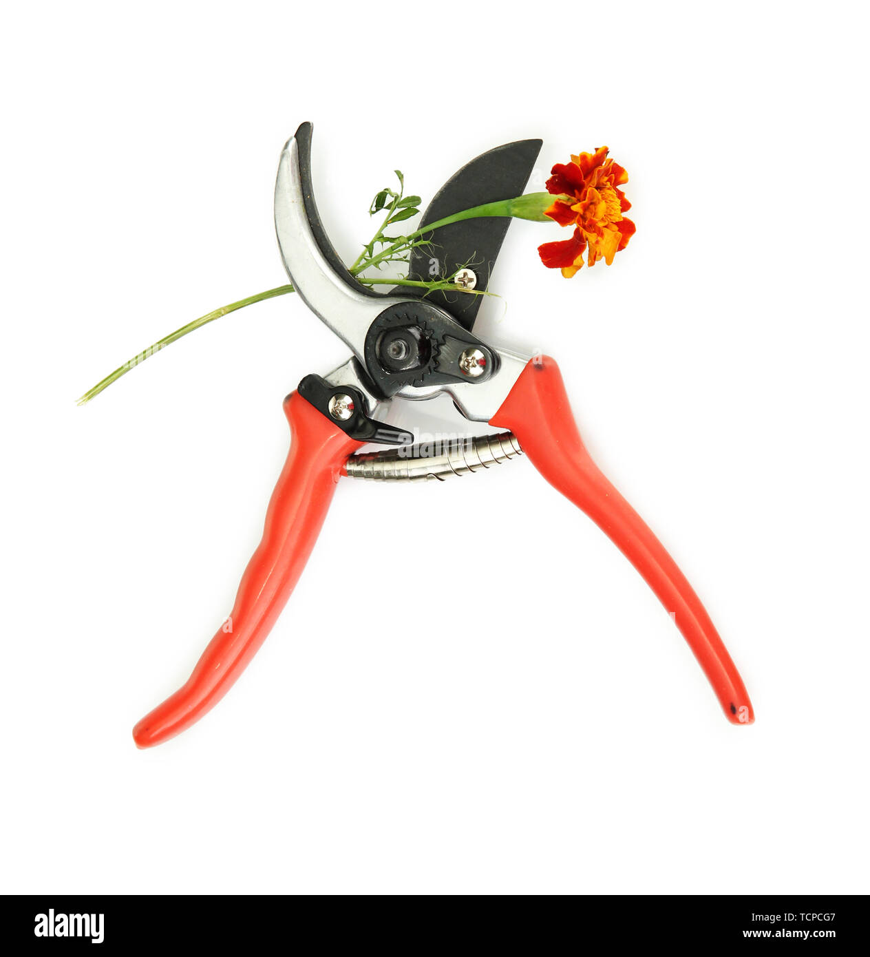 Secateurs with flower isolated on white Stock Photo - Alamy