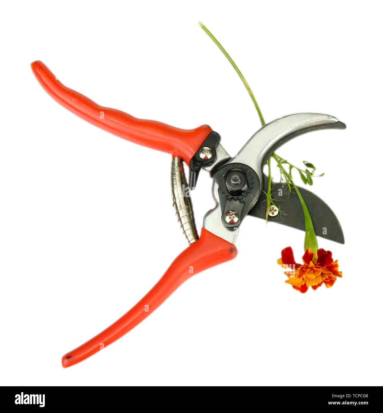 Secateurs with flower isolated on white Stock Photo - Alamy