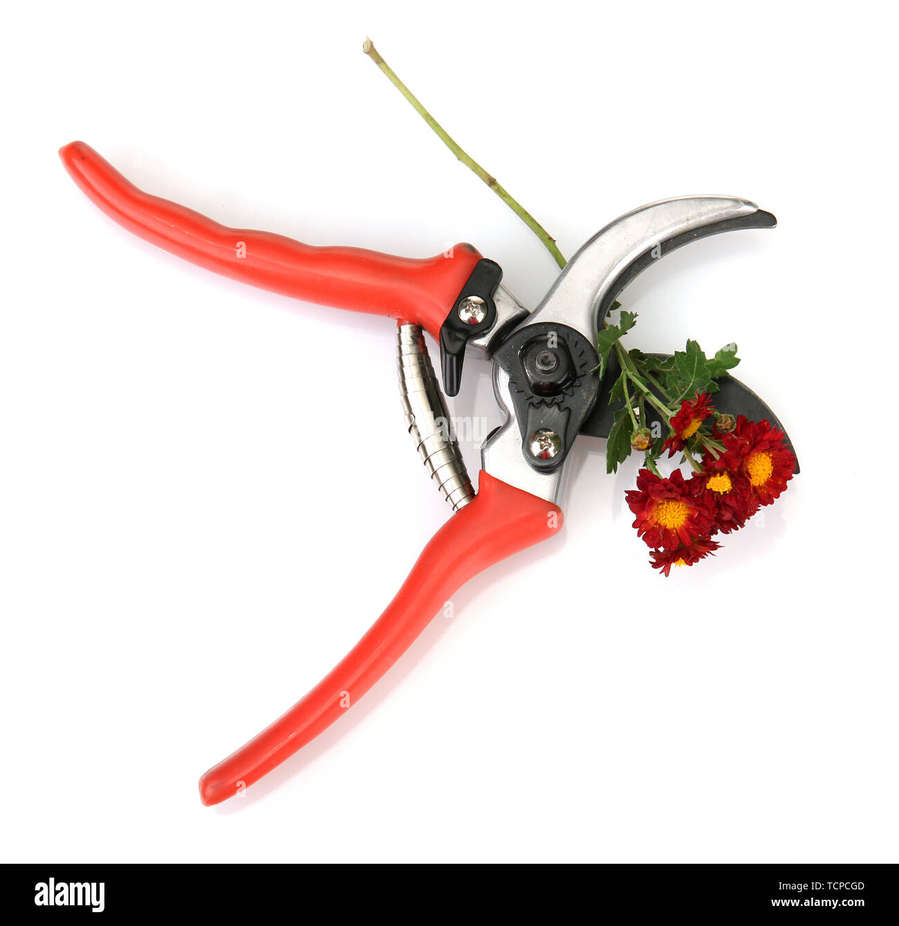 Secateurs with flower isolated on white Stock Photo - Alamy