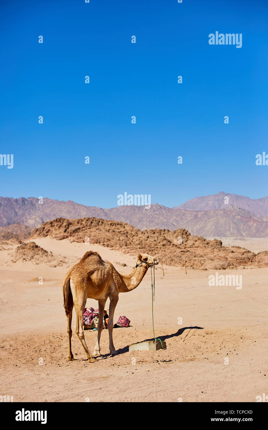 One Camel stay on a desert land with blue sky on the background Stock ...