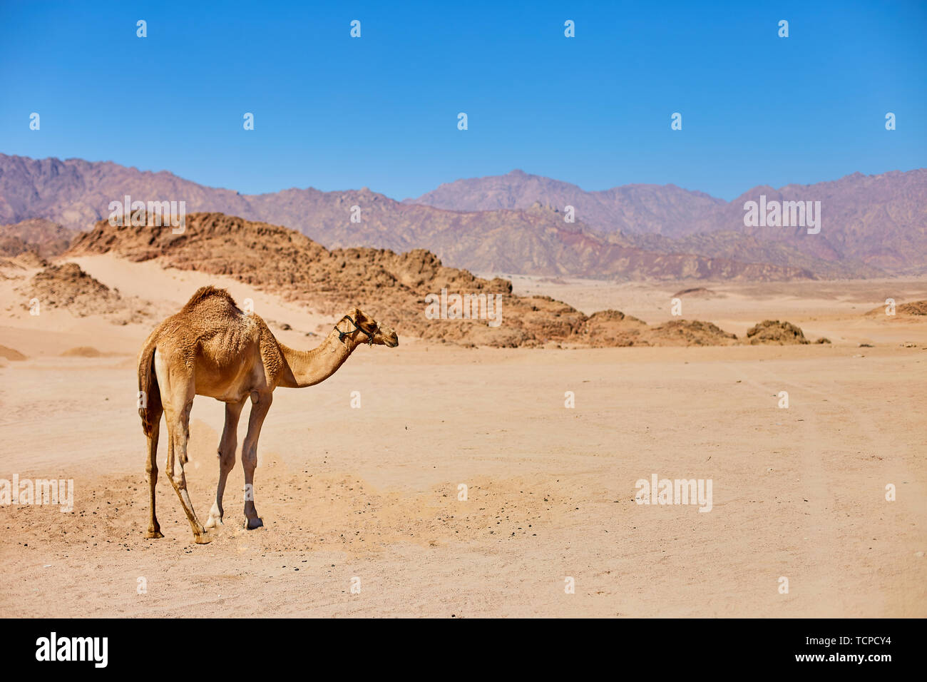 One Camel stay on a desert land with blue sky on the background Stock ...