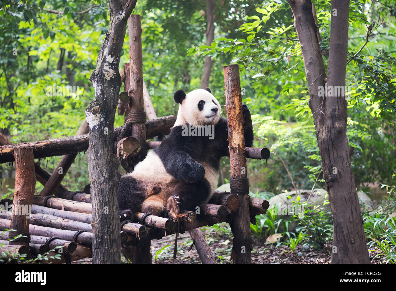 Giant panda tapir and big bear hi-res stock photography and images - Alamy