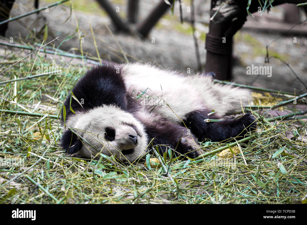 Lawn animals hi-res stock photography and images - Alamy