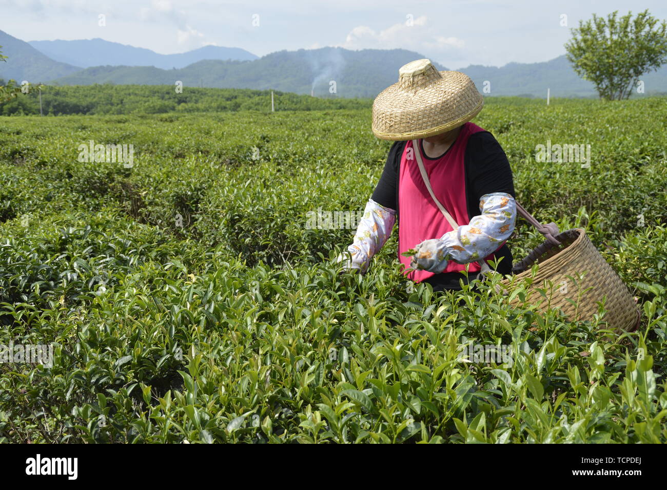Hainan tea hi-res stock photography and images - Alamy