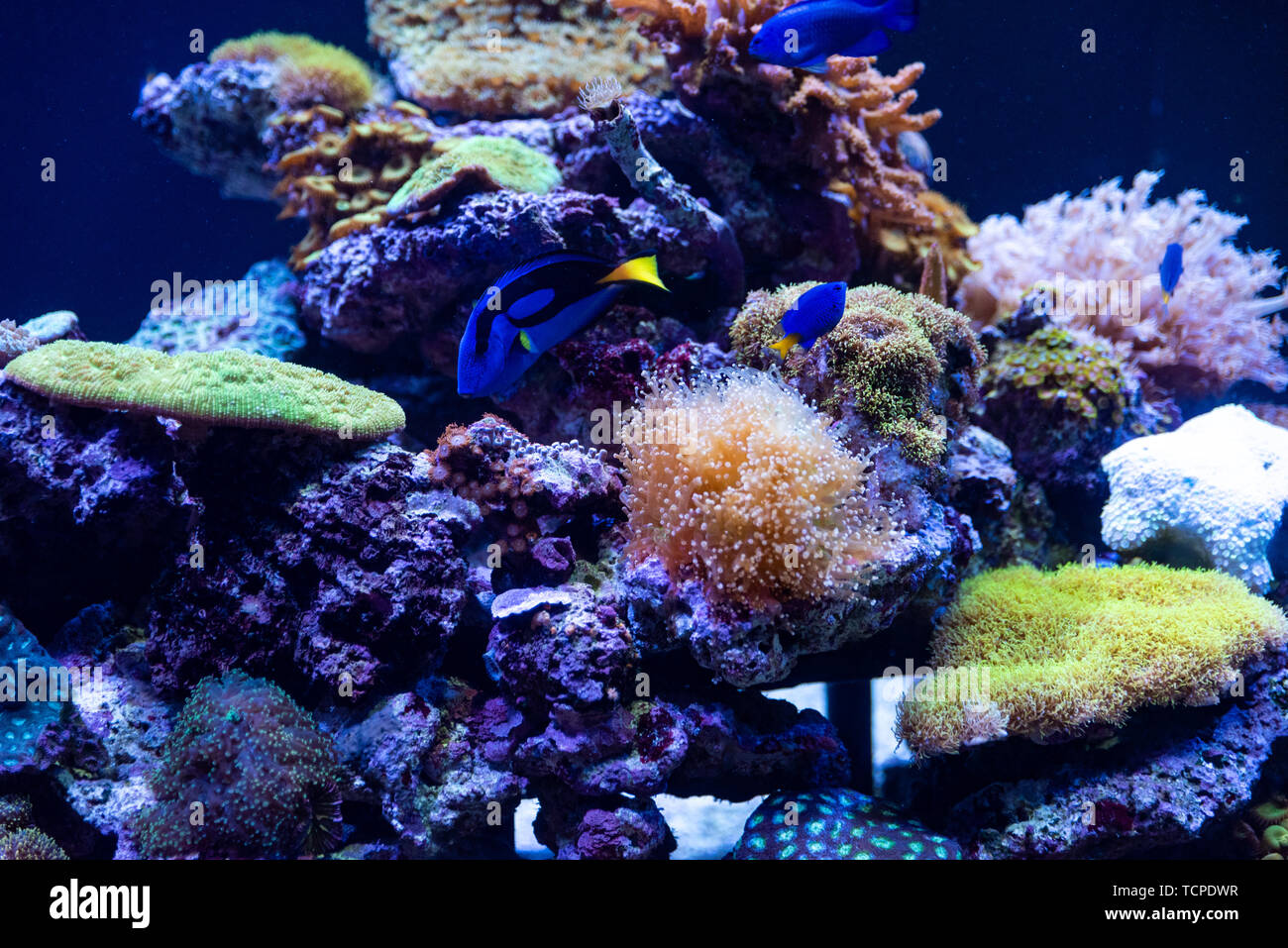 Coral group tropical fish Stock Photo - Alamy