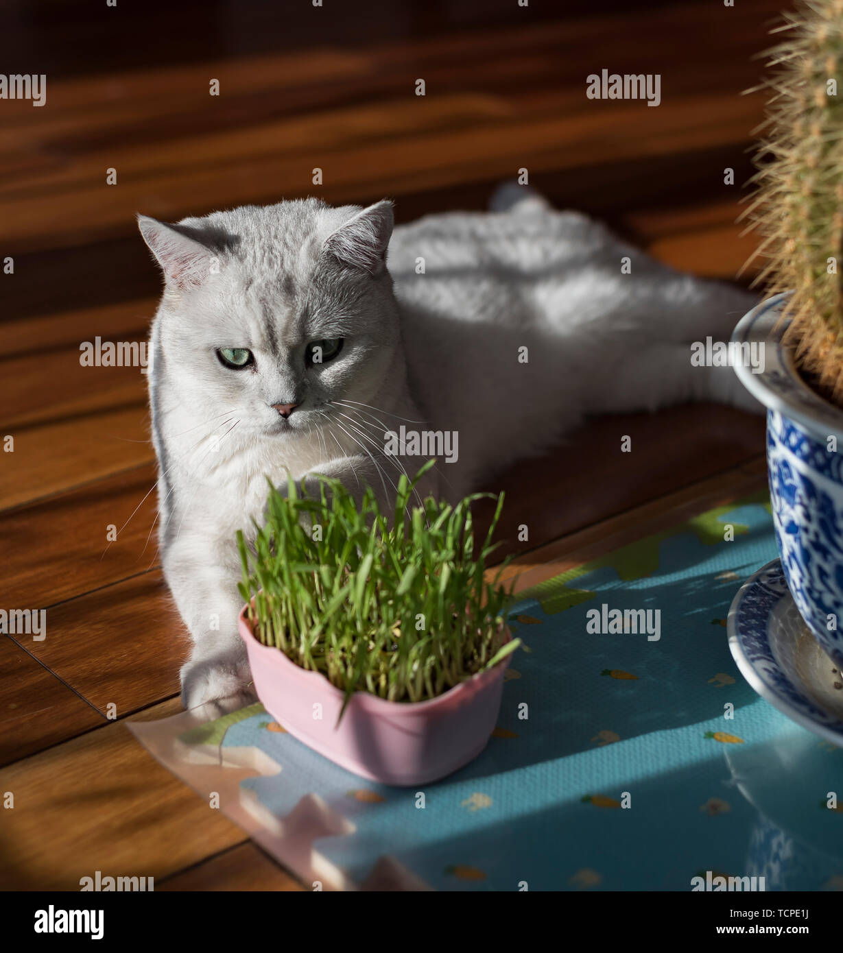 Cat short silver gradient Stock Photo - Alamy