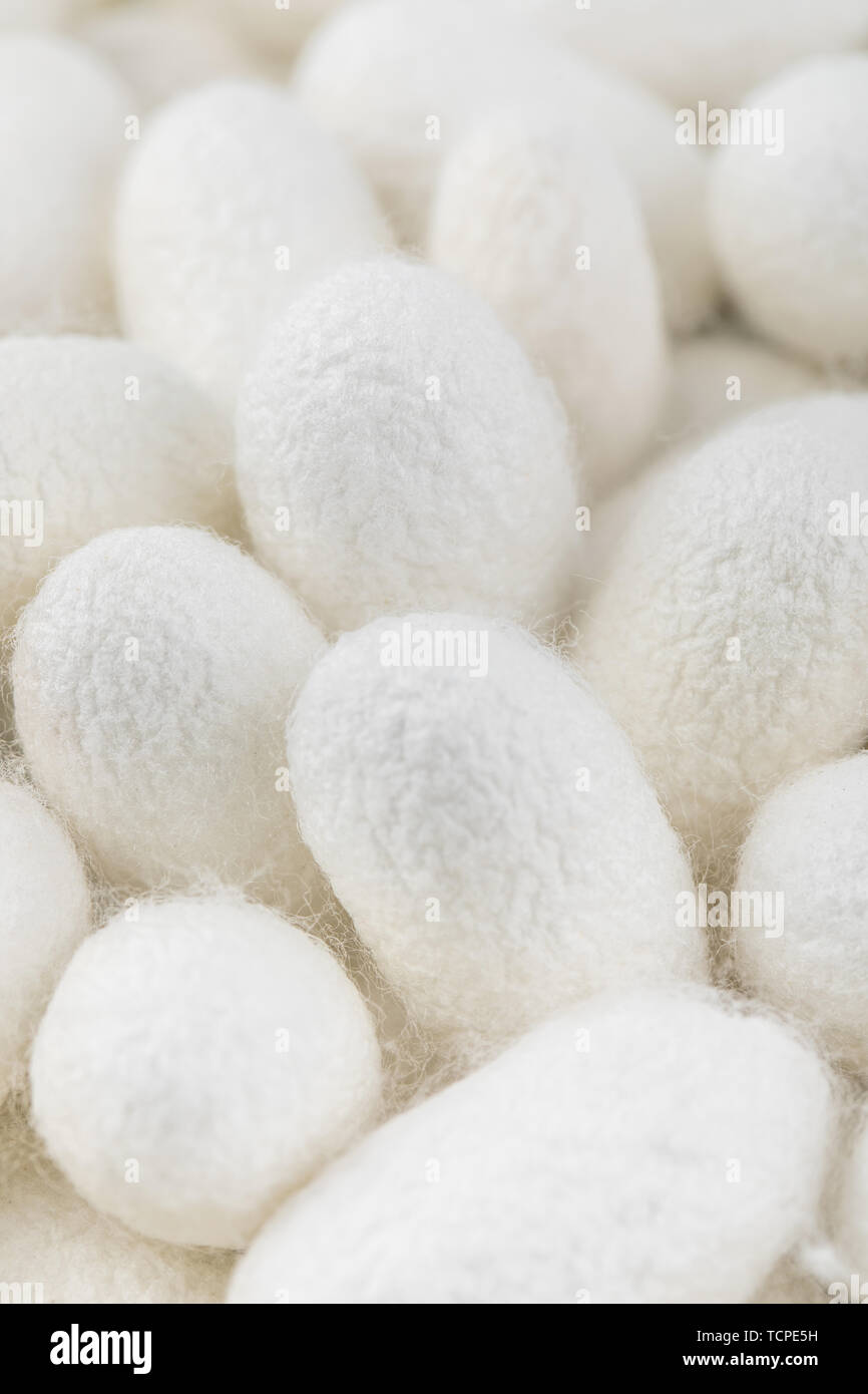 Natural silk cocoon Stock Photo - Alamy