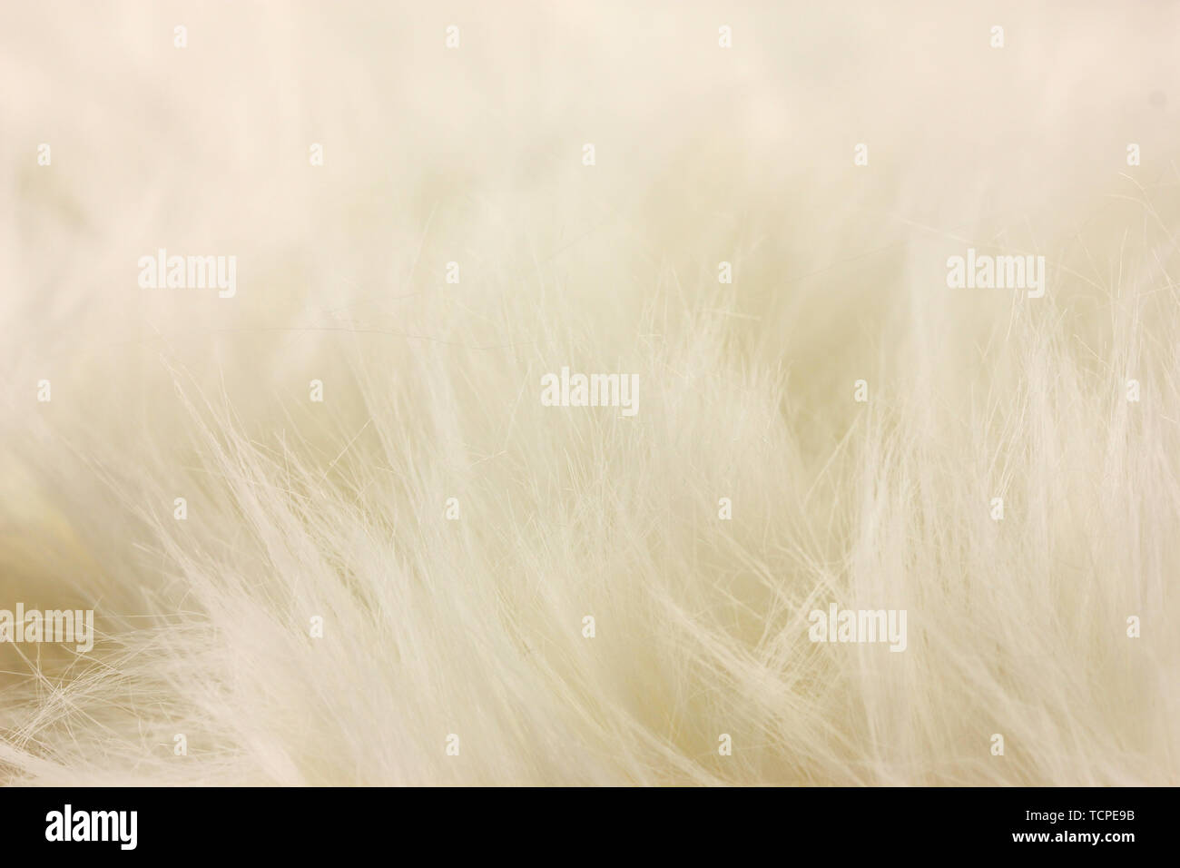 White fur texture, close-up.Useful as background Stock Photo - Alamy