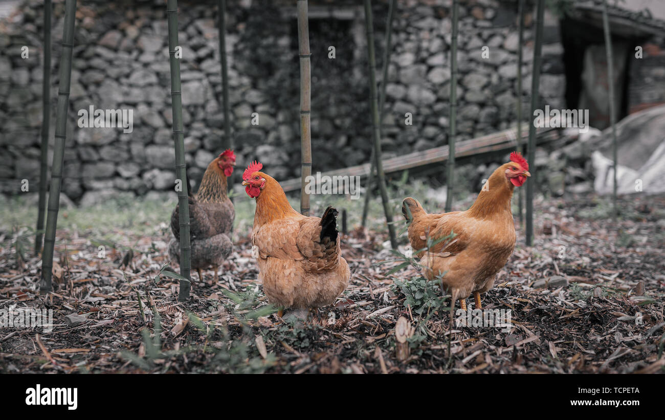 Birds and poultry farm hens (poultry) animals and nature Stock Photo ...