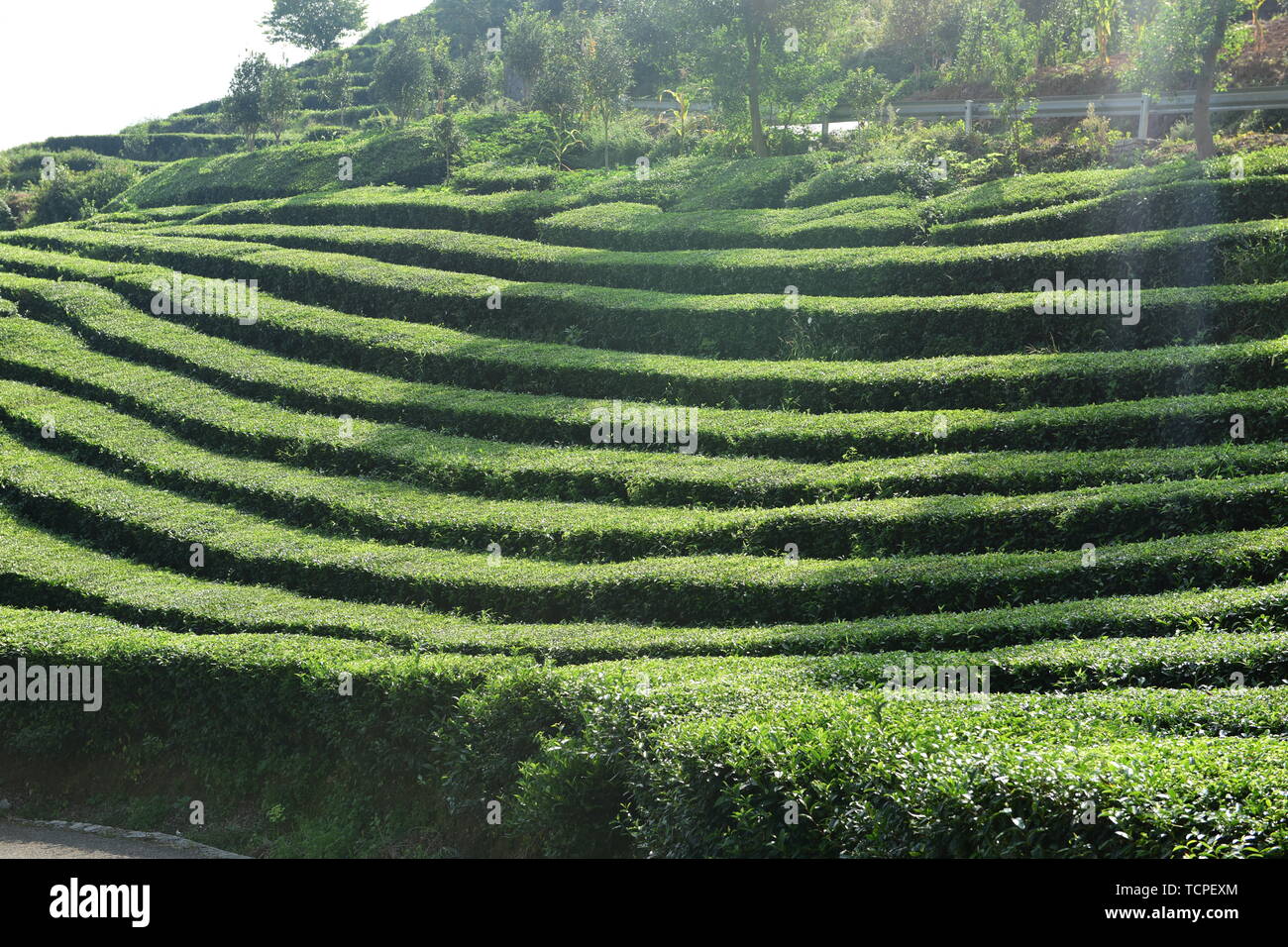 Tea garden scenery Stock Photo - Alamy