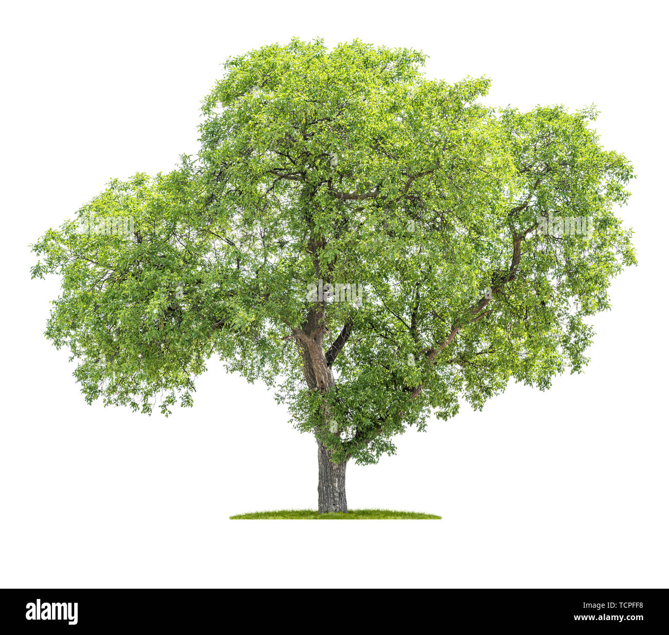 Isolated tree on a white background - Juglans regia - Walnut tree Stock ...
