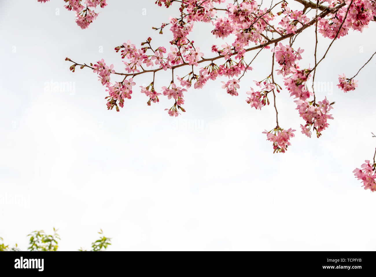 Spring flowers bloom cherry blossoms background picture Stock Photo - Alamy