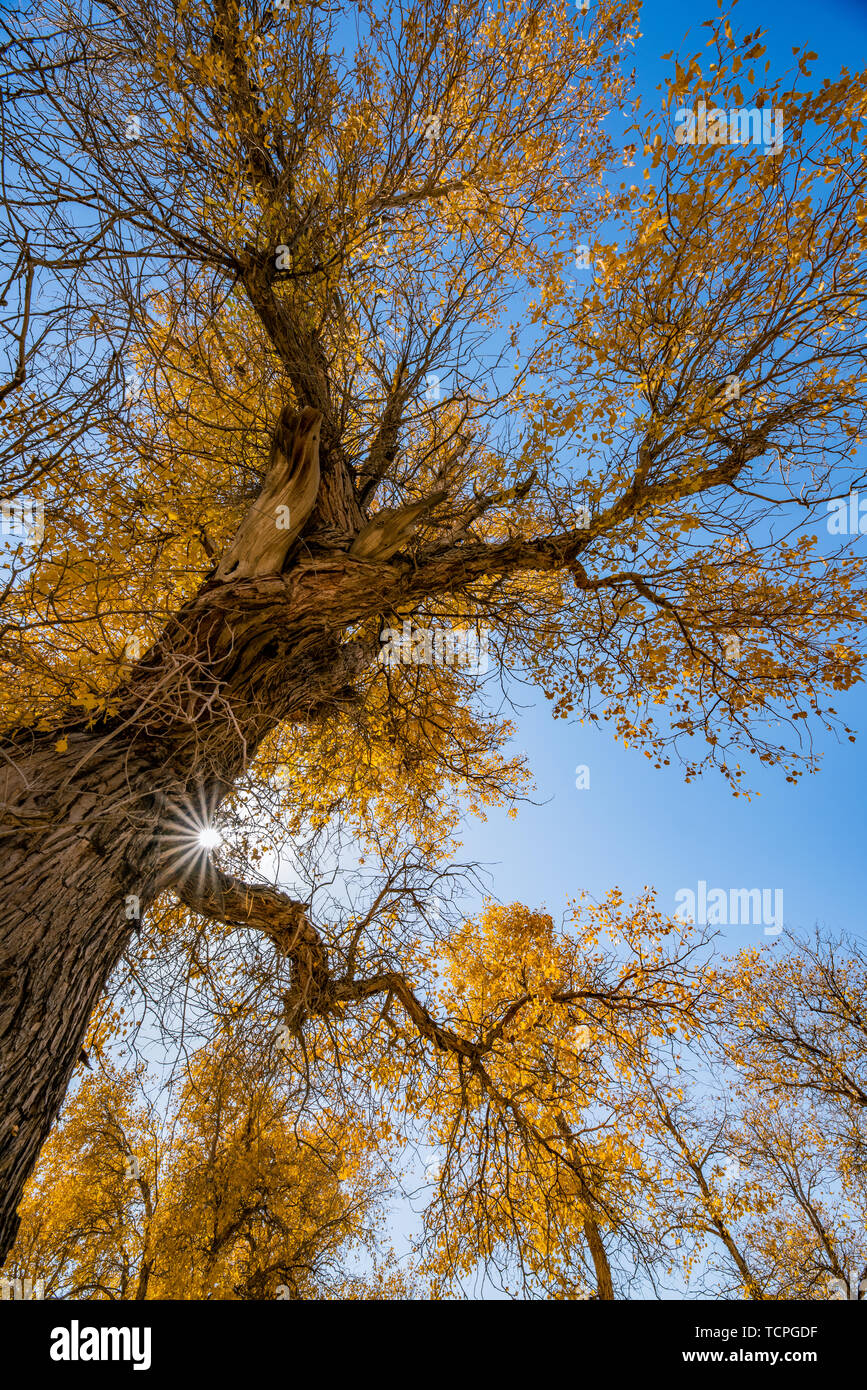Spectacular Hu Yang Lin Stock Photo - Alamy