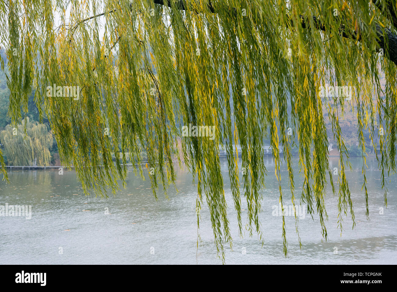 Weeping willow willows trees hi-res stock photography and images - Alamy