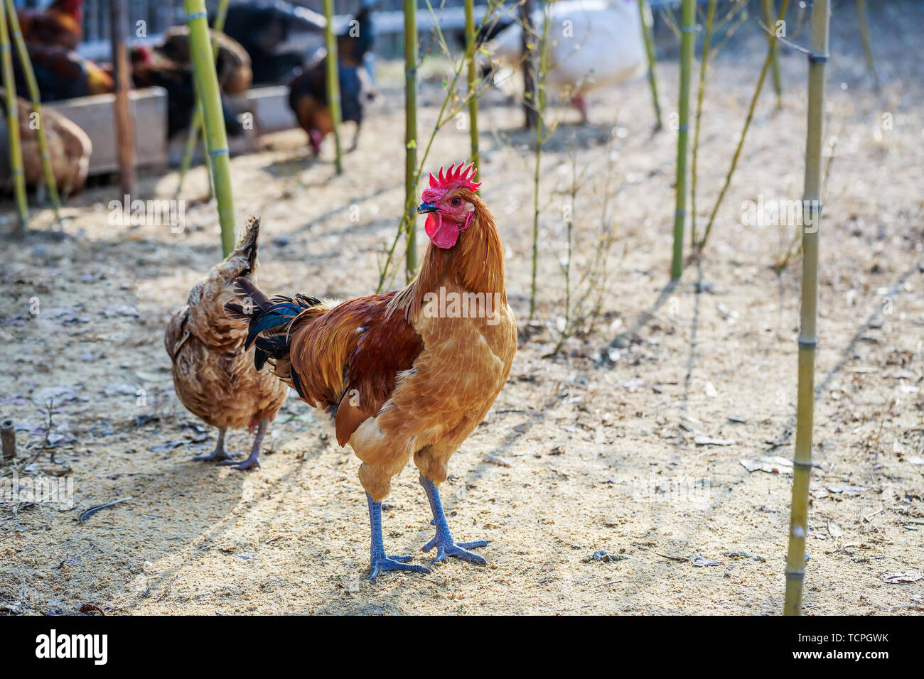 Free-range farm chickens Stock Photo - Alamy