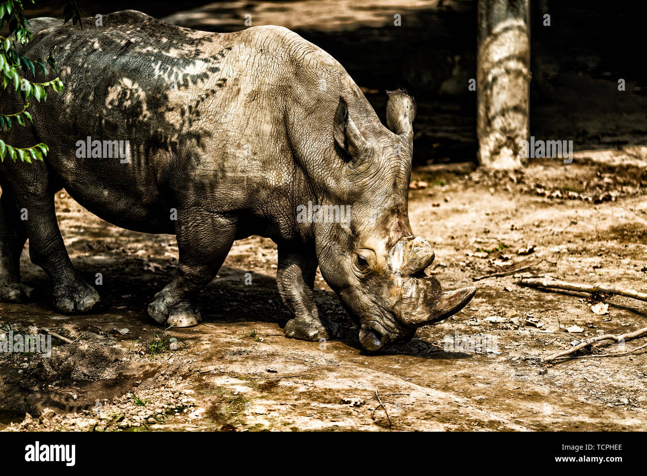 A suit of armor, but so fragile Stock Photo - Alamy