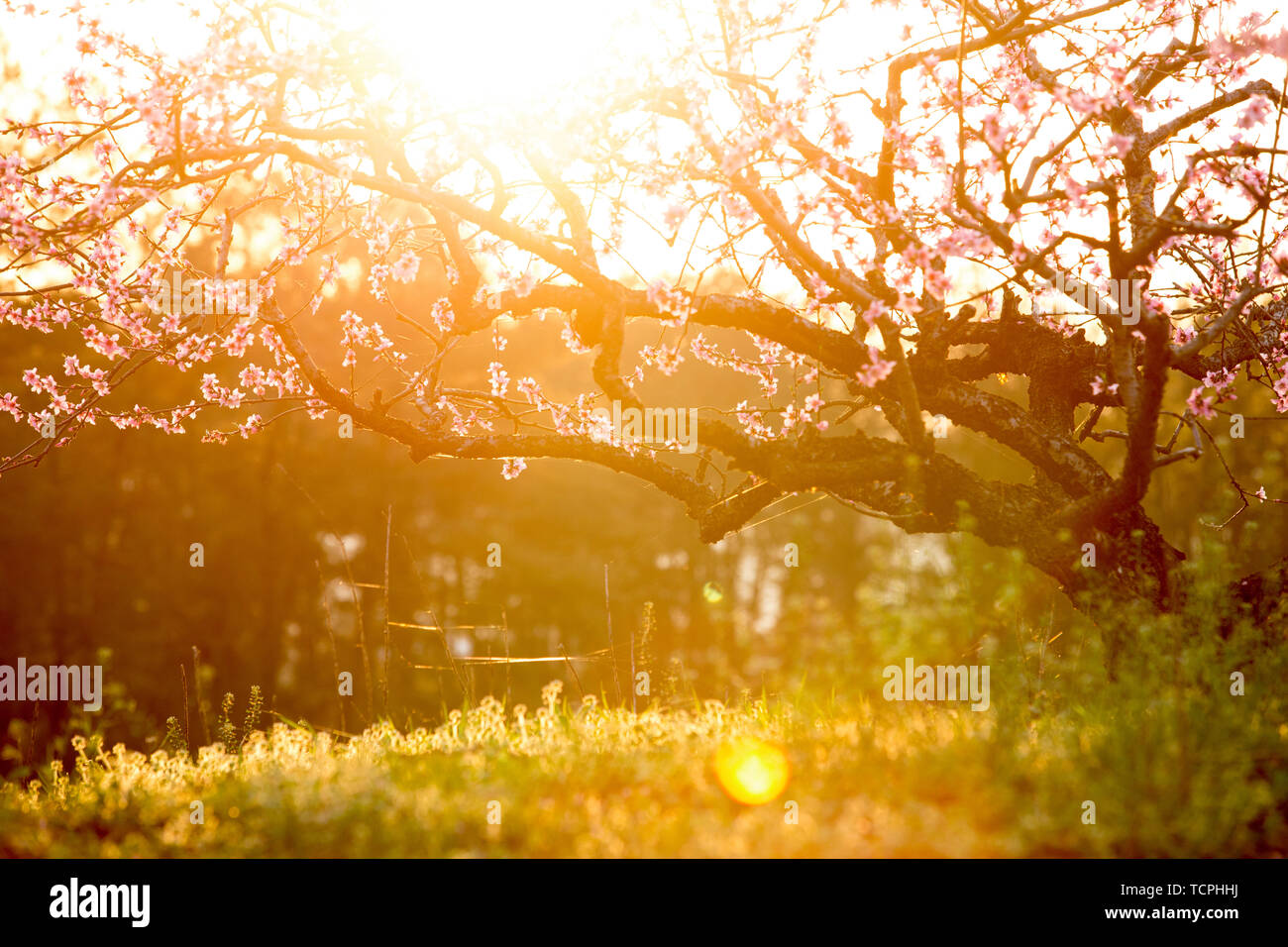peach blossom green grass with sunshine Stock Photo - Alamy