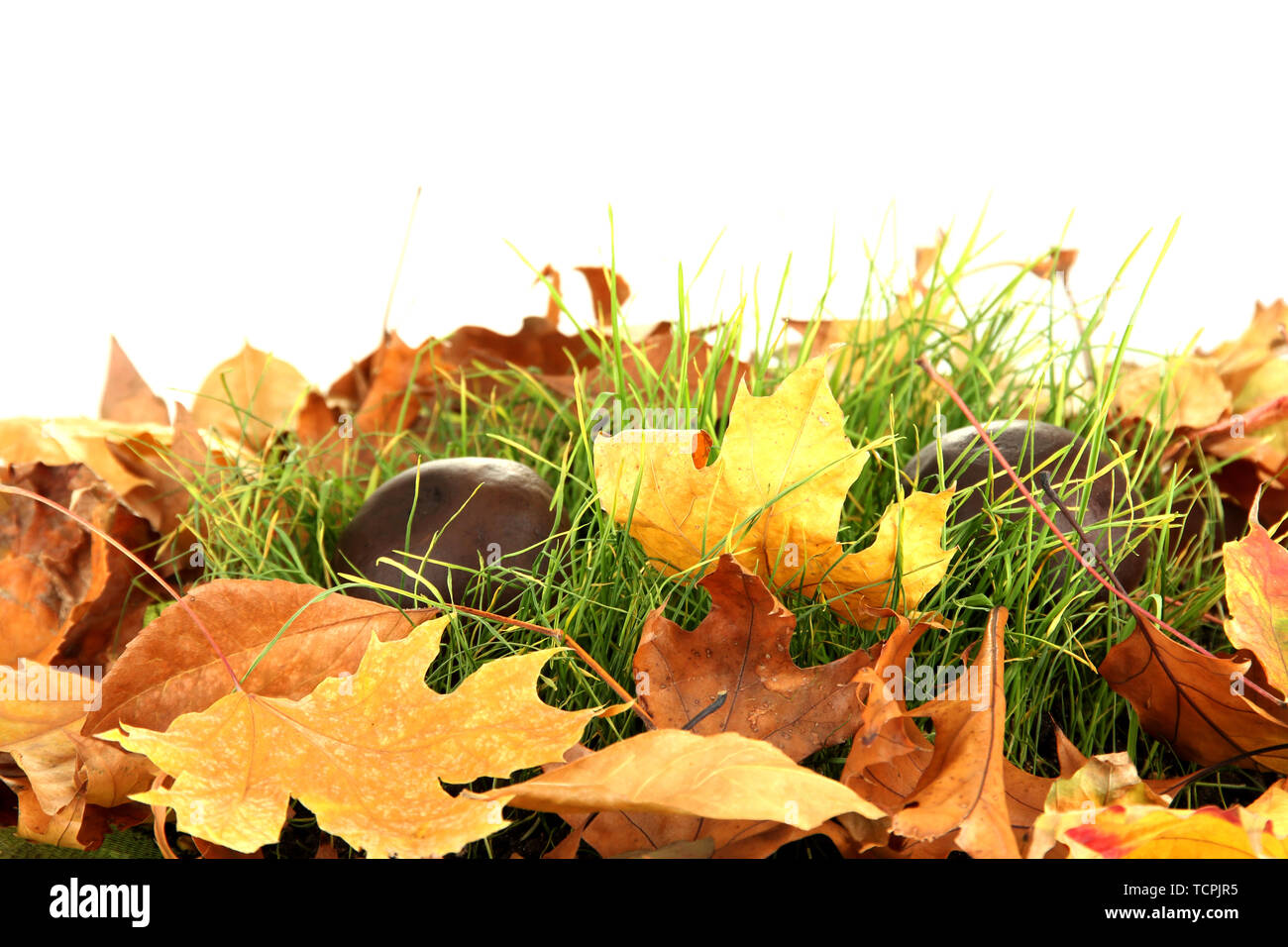 Mushrooms in grass isolated on white Stock Photo - Alamy