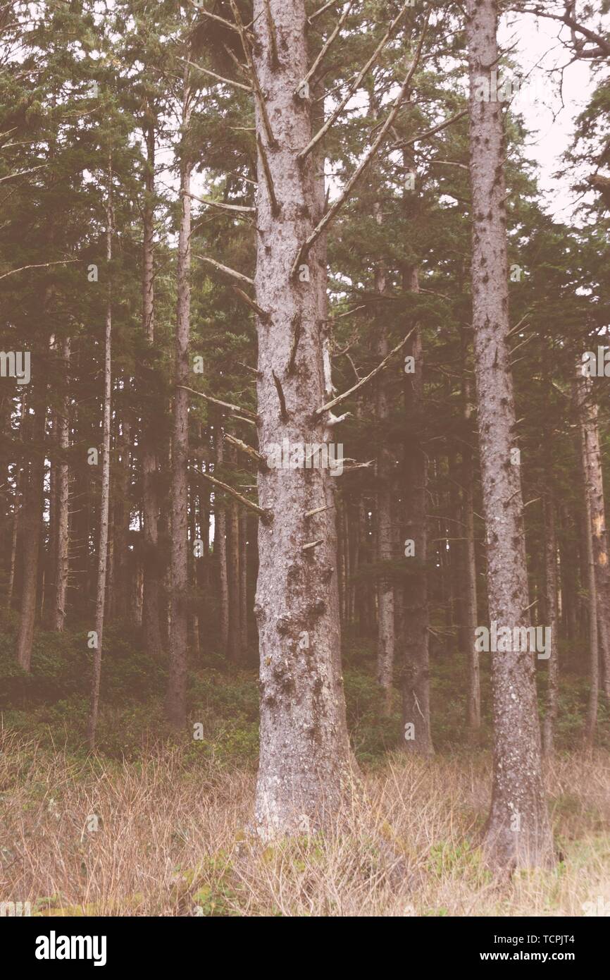 Beautiful tall trees in the forest Stock Photo - Alamy