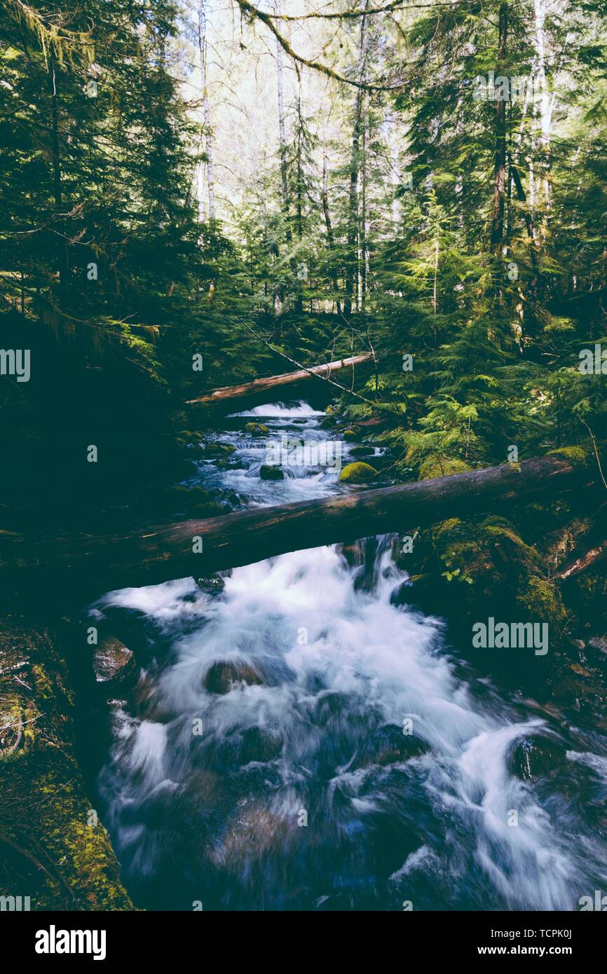Beautiful river with a strong current in the woods Stock Photo - Alamy