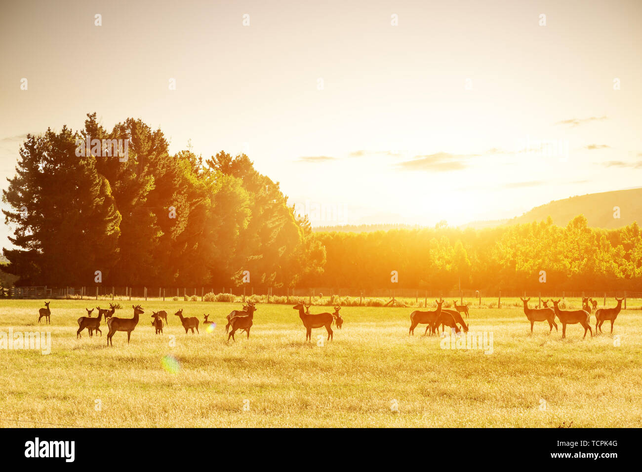 Dairy pasture man hi-res stock photography and images - Alamy