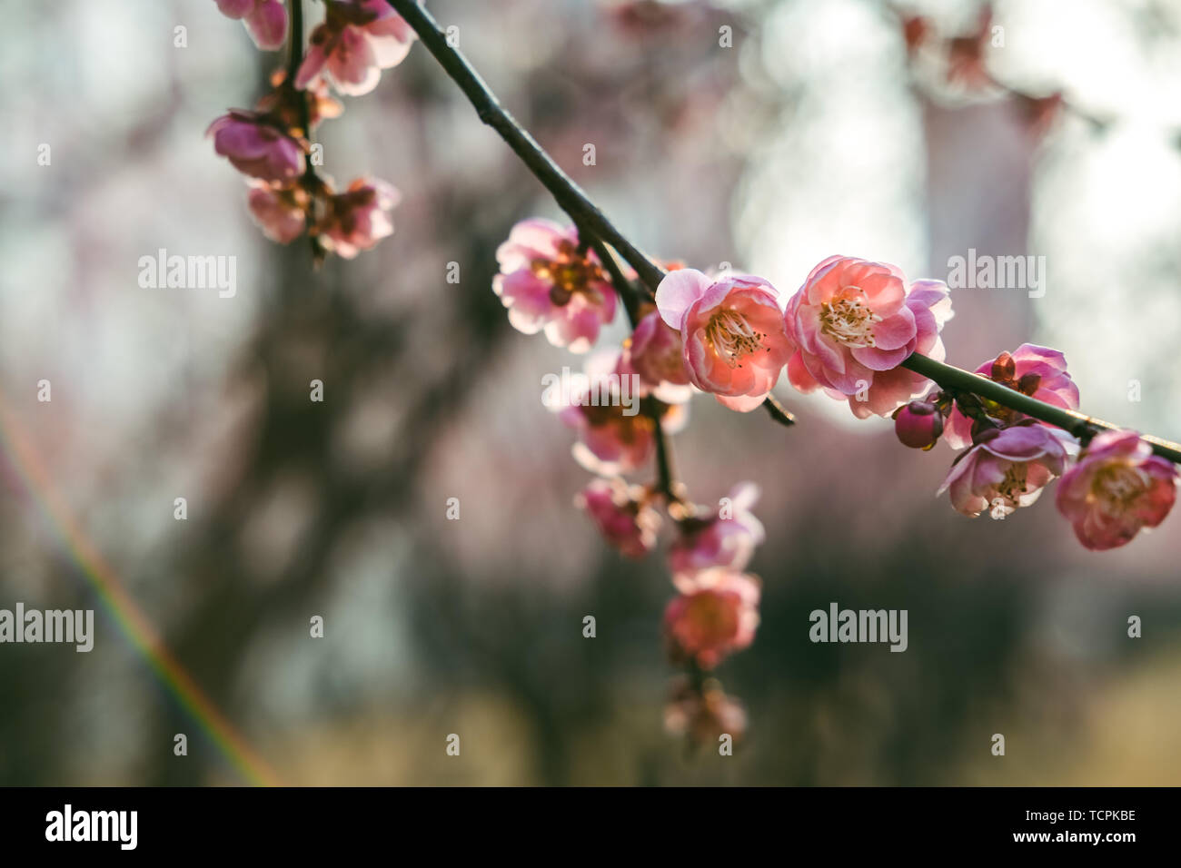 Early spring plum Stock Photo - Alamy