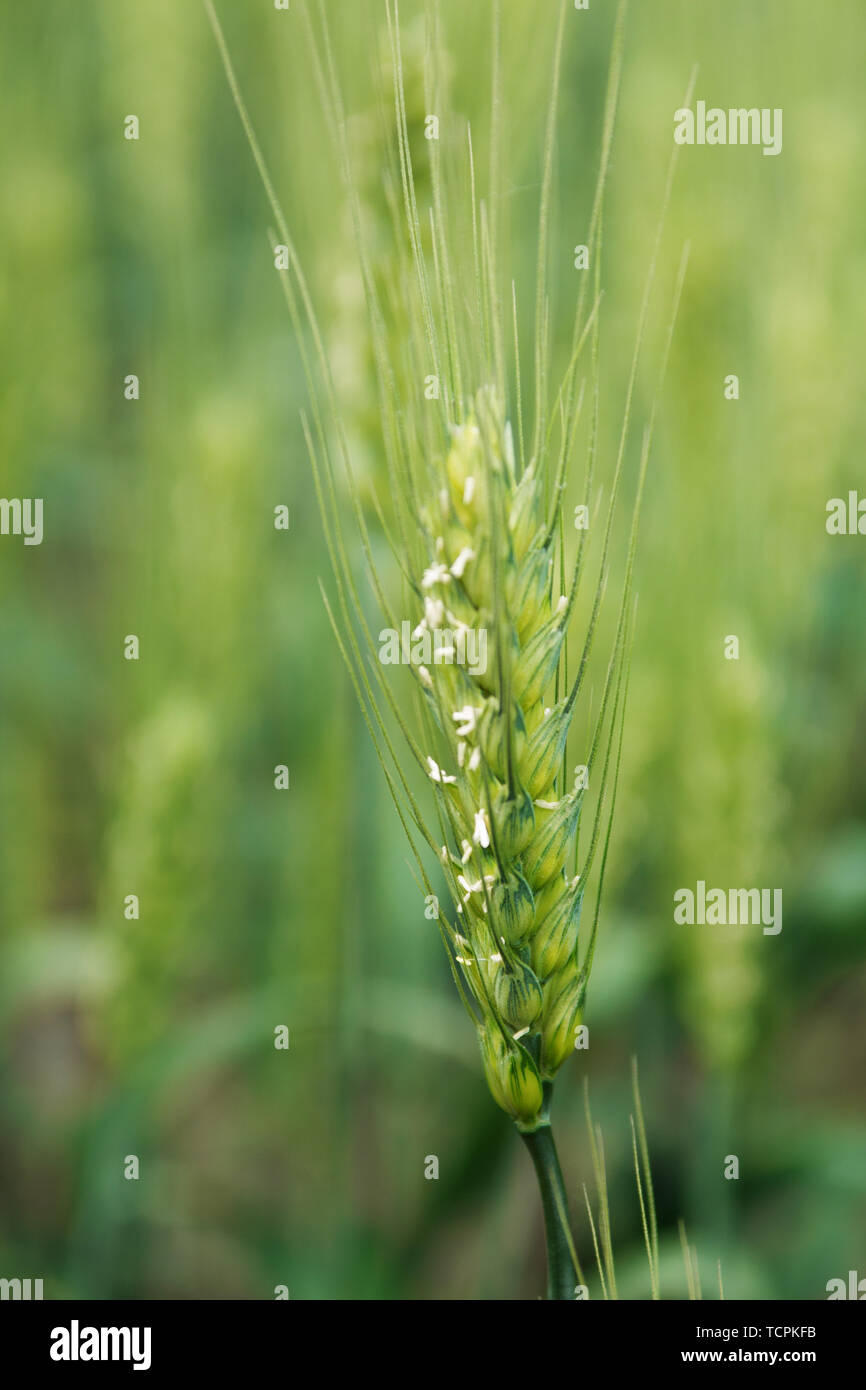 China wheat grain hi-res stock photography and images - Alamy