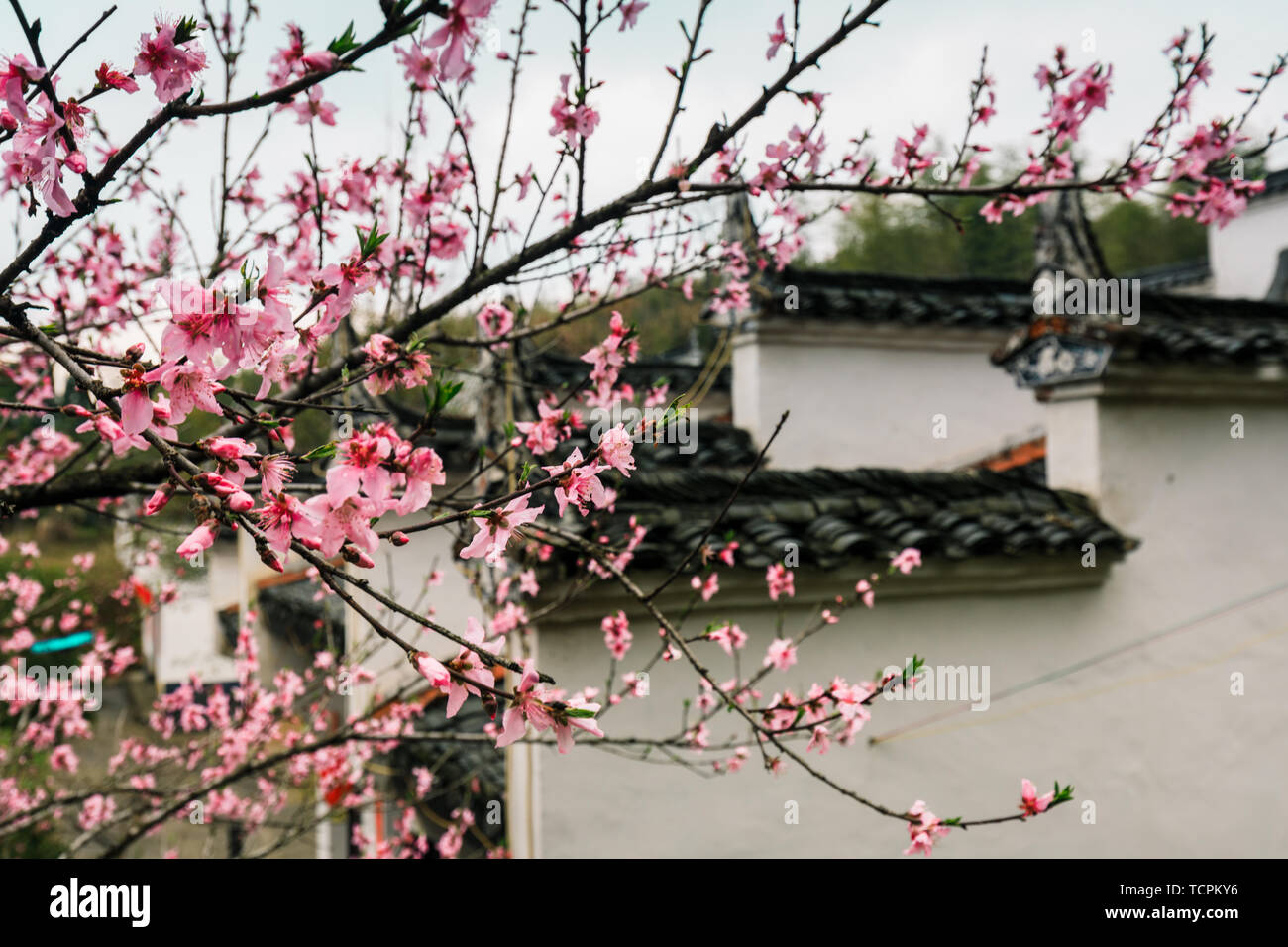 Plum bridge hi-res stock photography and images - Alamy