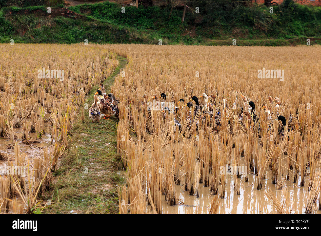 No one has lawns grazing outdoor farms farm hi-res stock photography ...