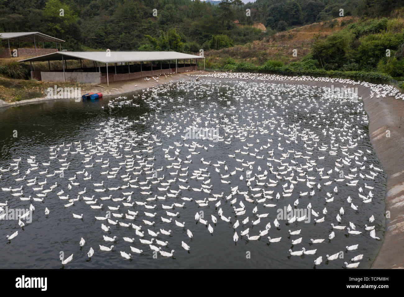 Bai Zi duck aquaculture in Liancheng County, Longyan City, Fujian ...