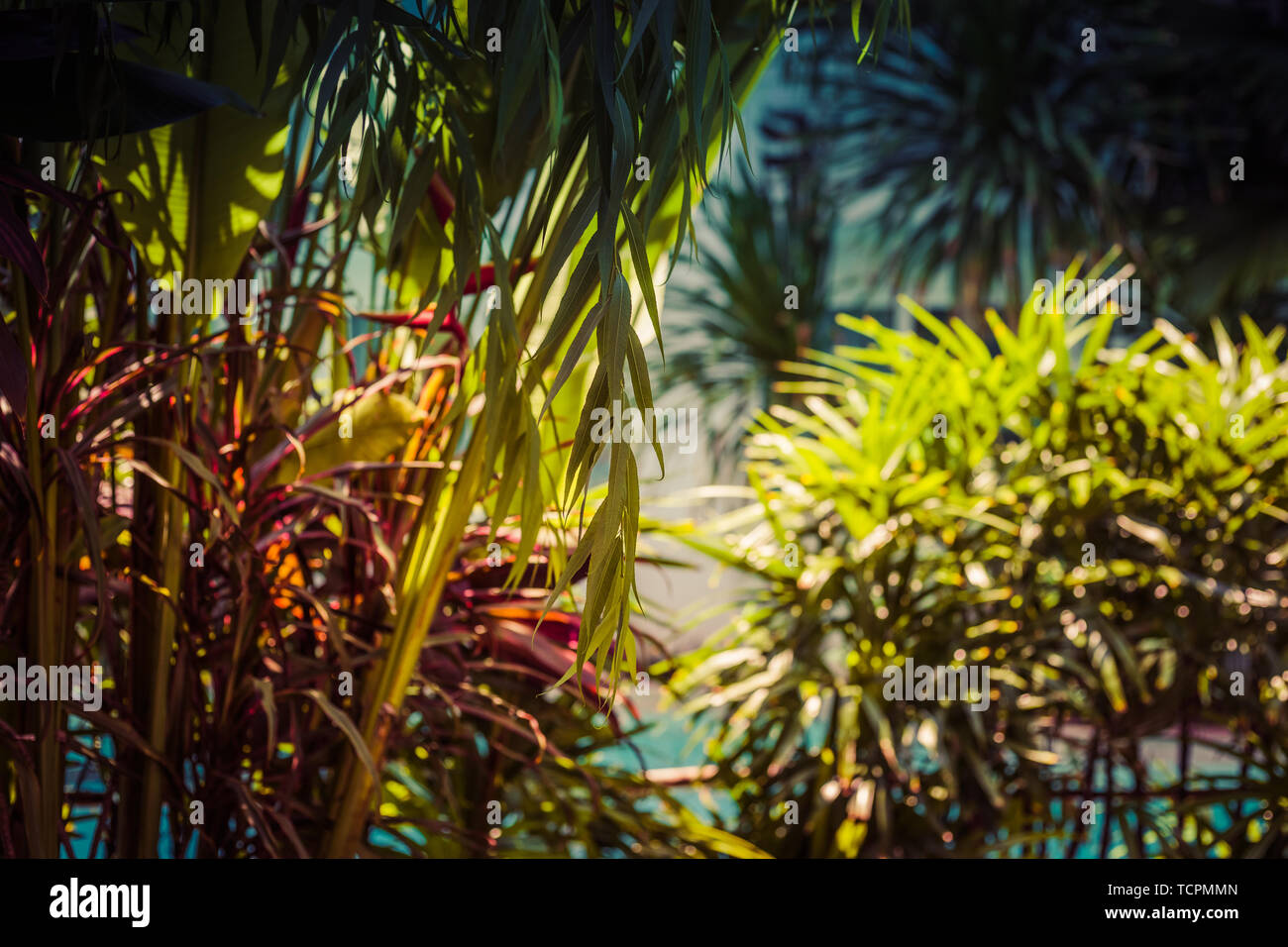 Tropical jungle. Scenic view of greenery in tropical jungle Stock Photo ...