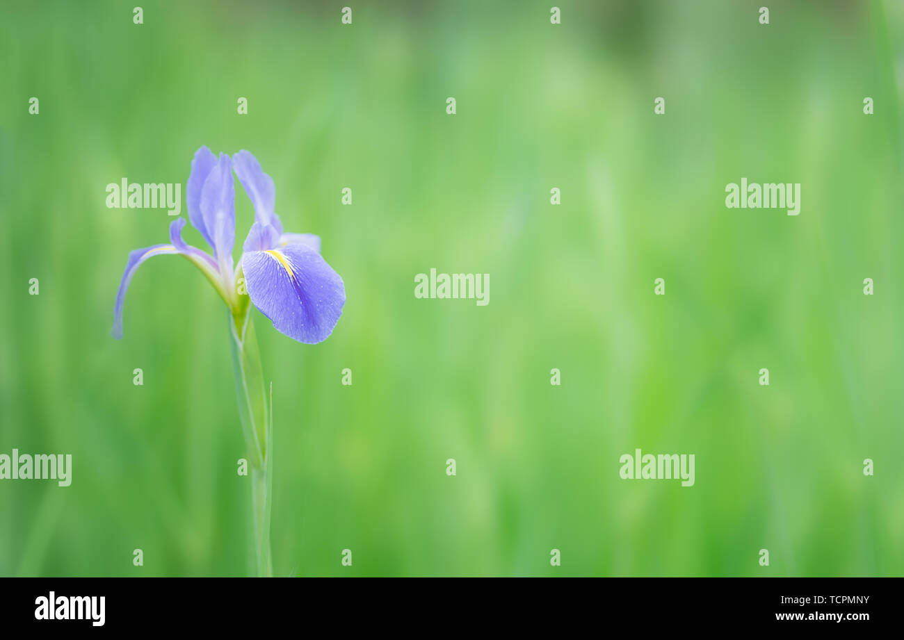 February blue background picture Stock Photo - Alamy
