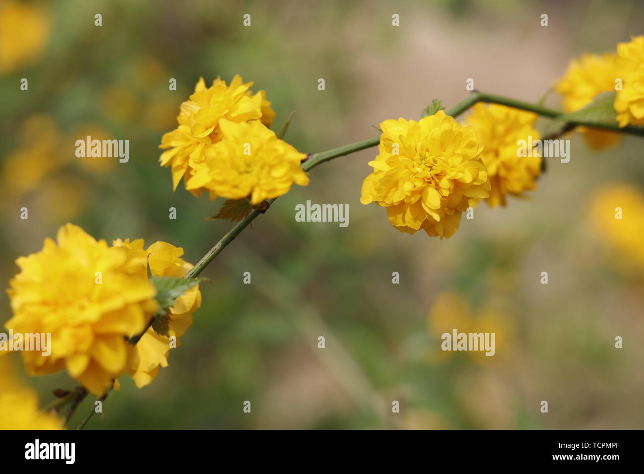 Beautiful Dietang flower, also known as Dietang, Bee Tong flower, Huang ...