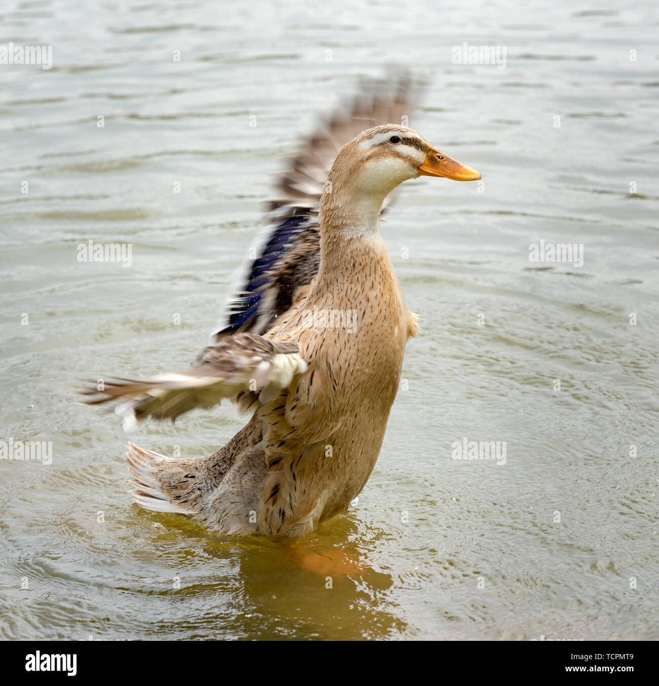 Human ponds hi-res stock photography and images - Alamy