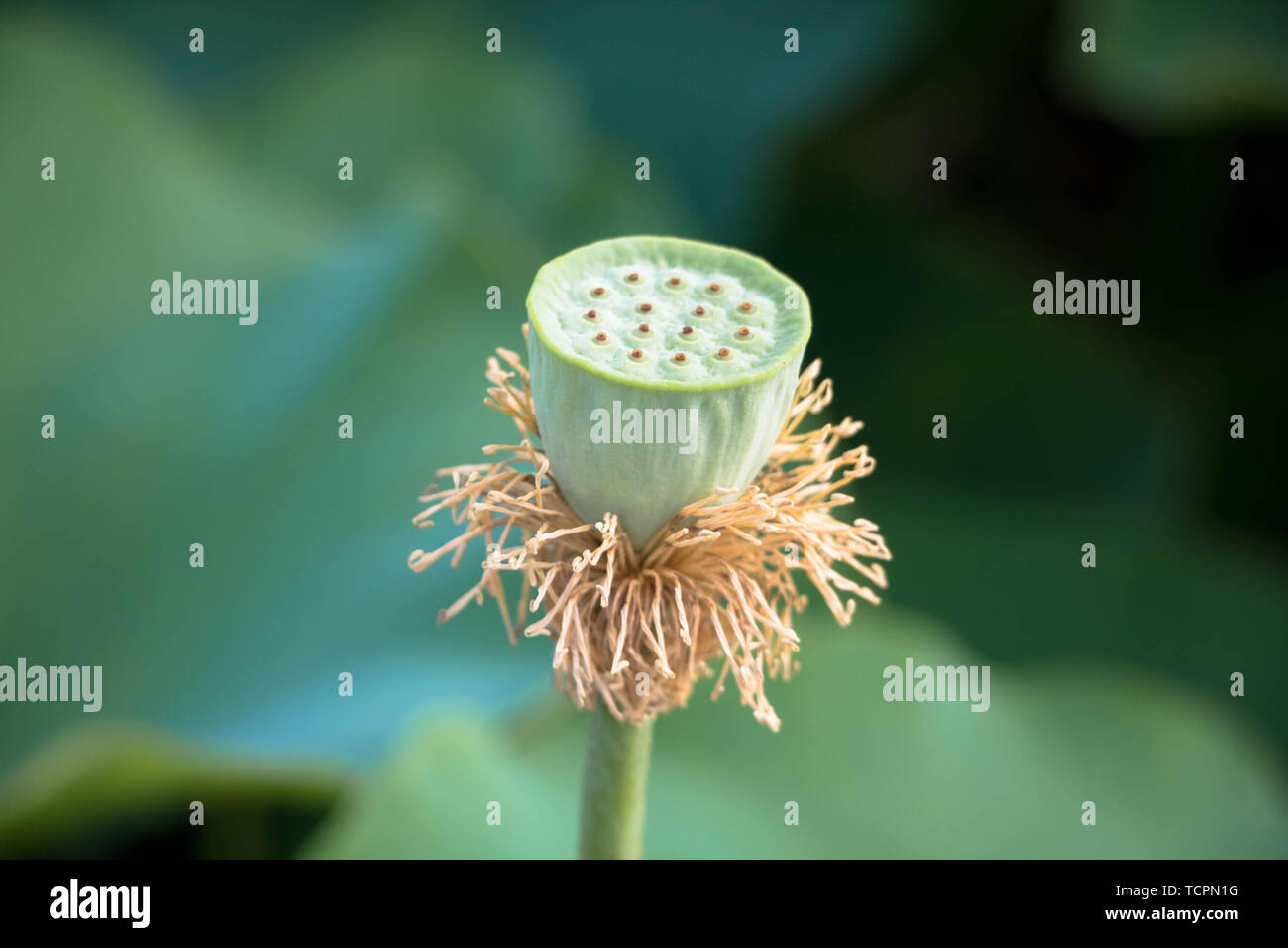 Cripple growth hi-res stock photography and images - Alamy