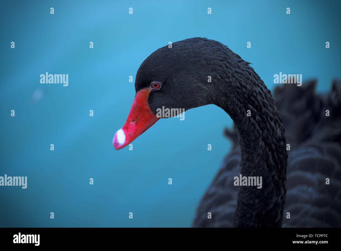 The black swan Stock Photo - Alamy