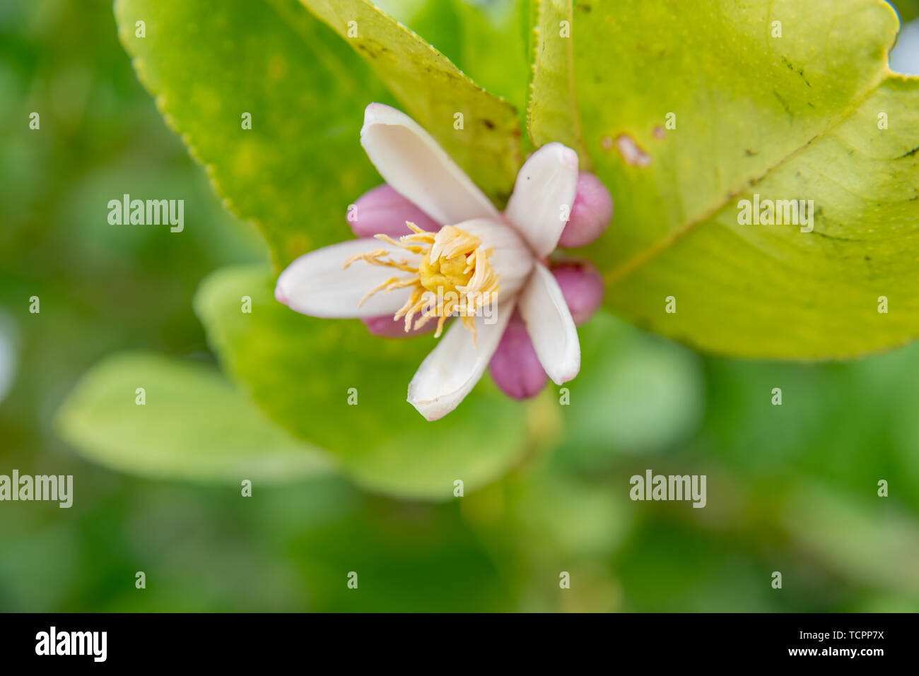 Guava flowers hi-res stock photography and images - Alamy