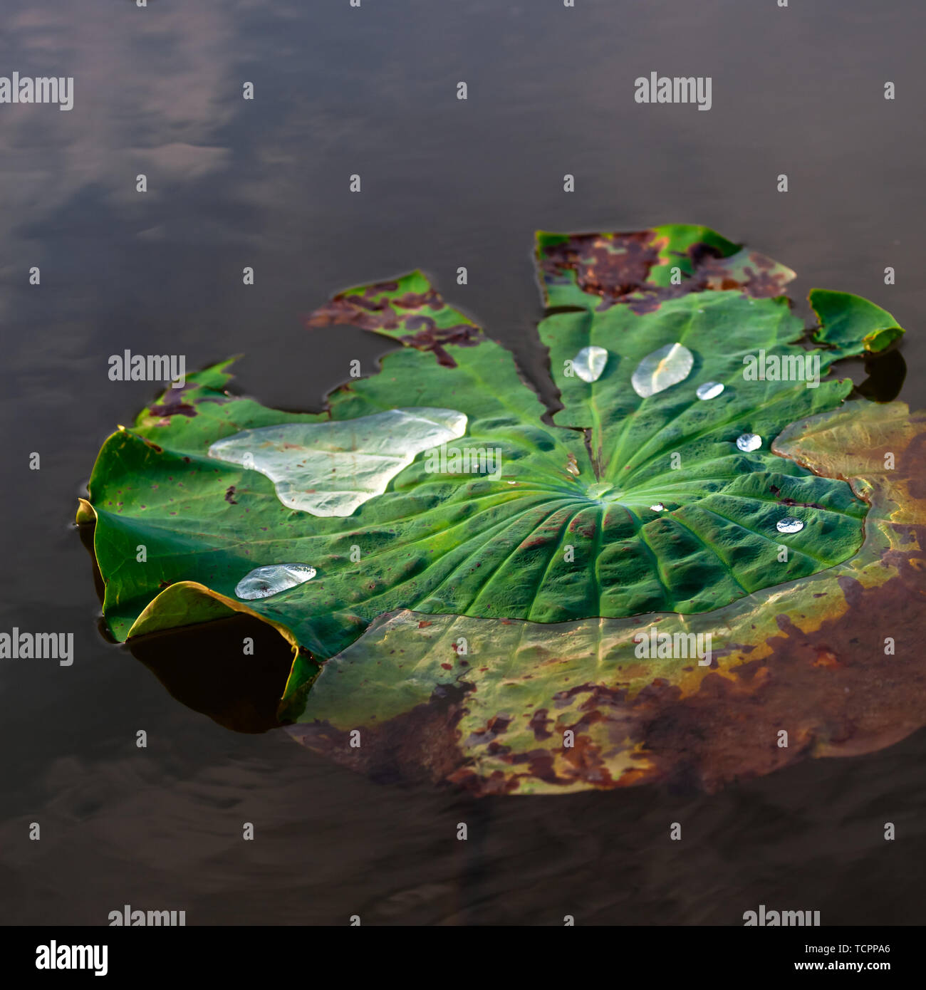 Lotus leaf lotus beads hi-res stock photography and images - Alamy