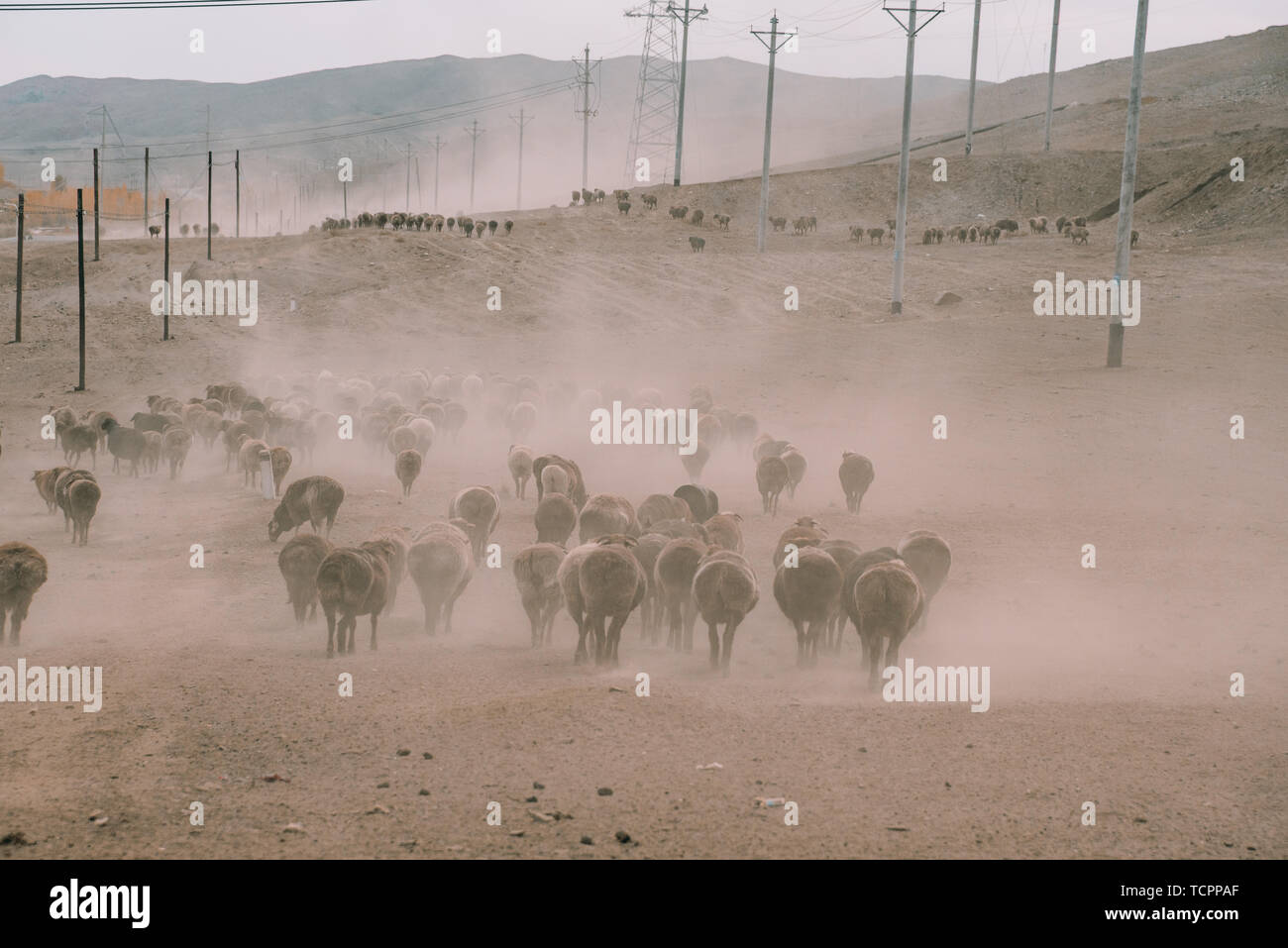 Migration of grazing sheep Stock Photo - Alamy