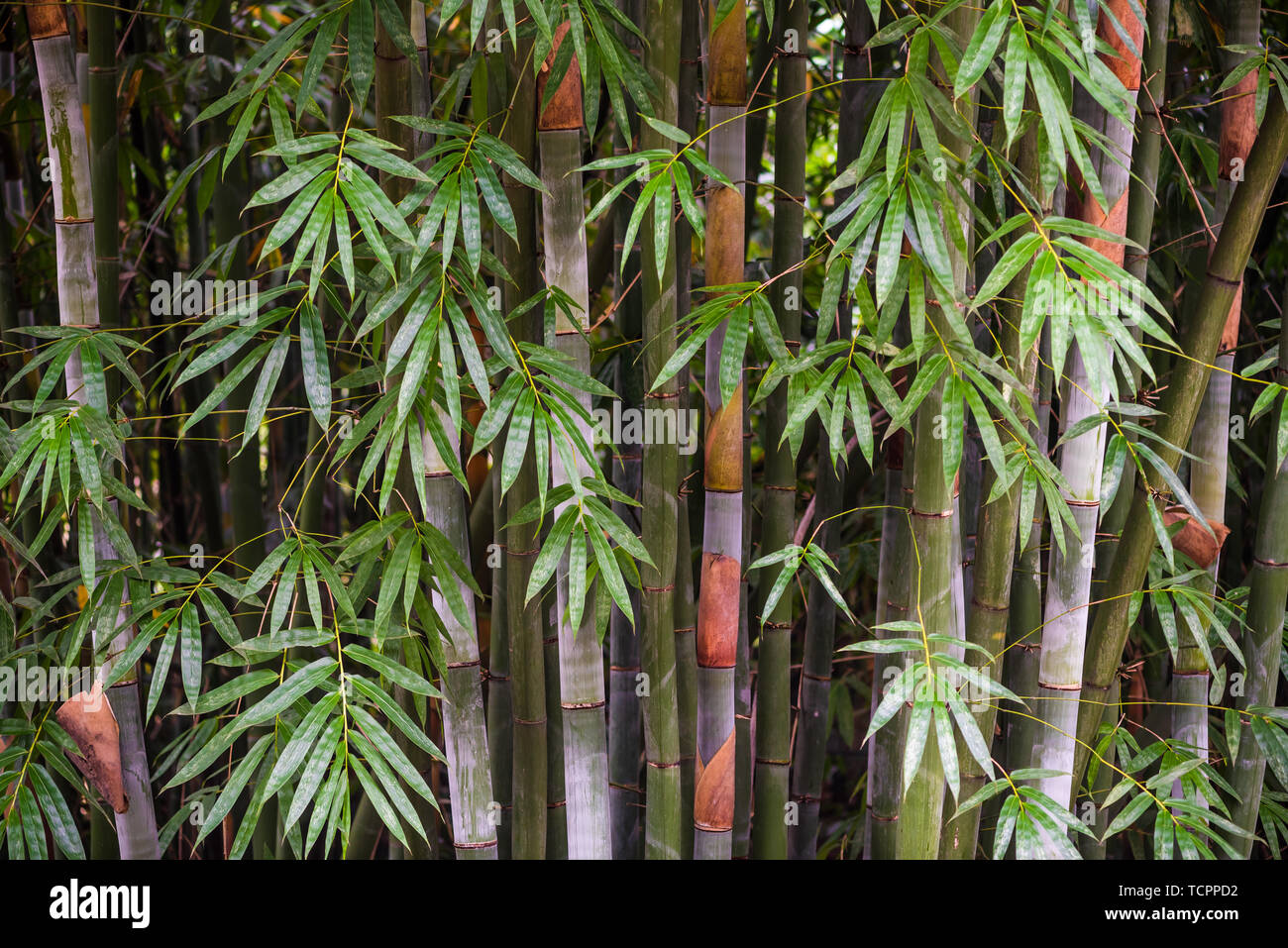 Bamboo planting grain hi-res stock photography and images - Alamy