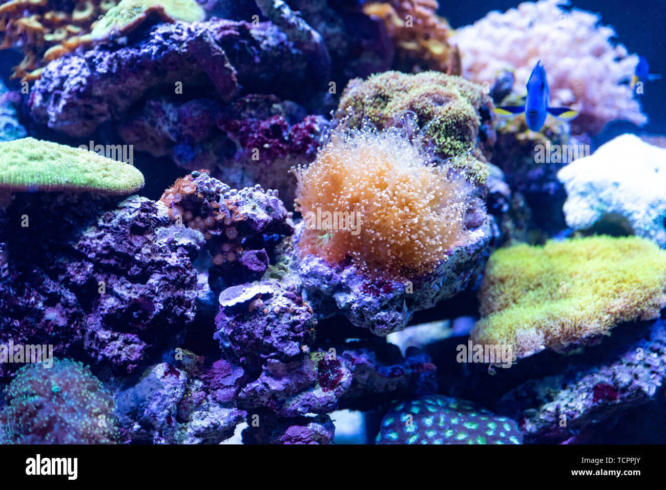 Coral group tropical fish Stock Photo - Alamy