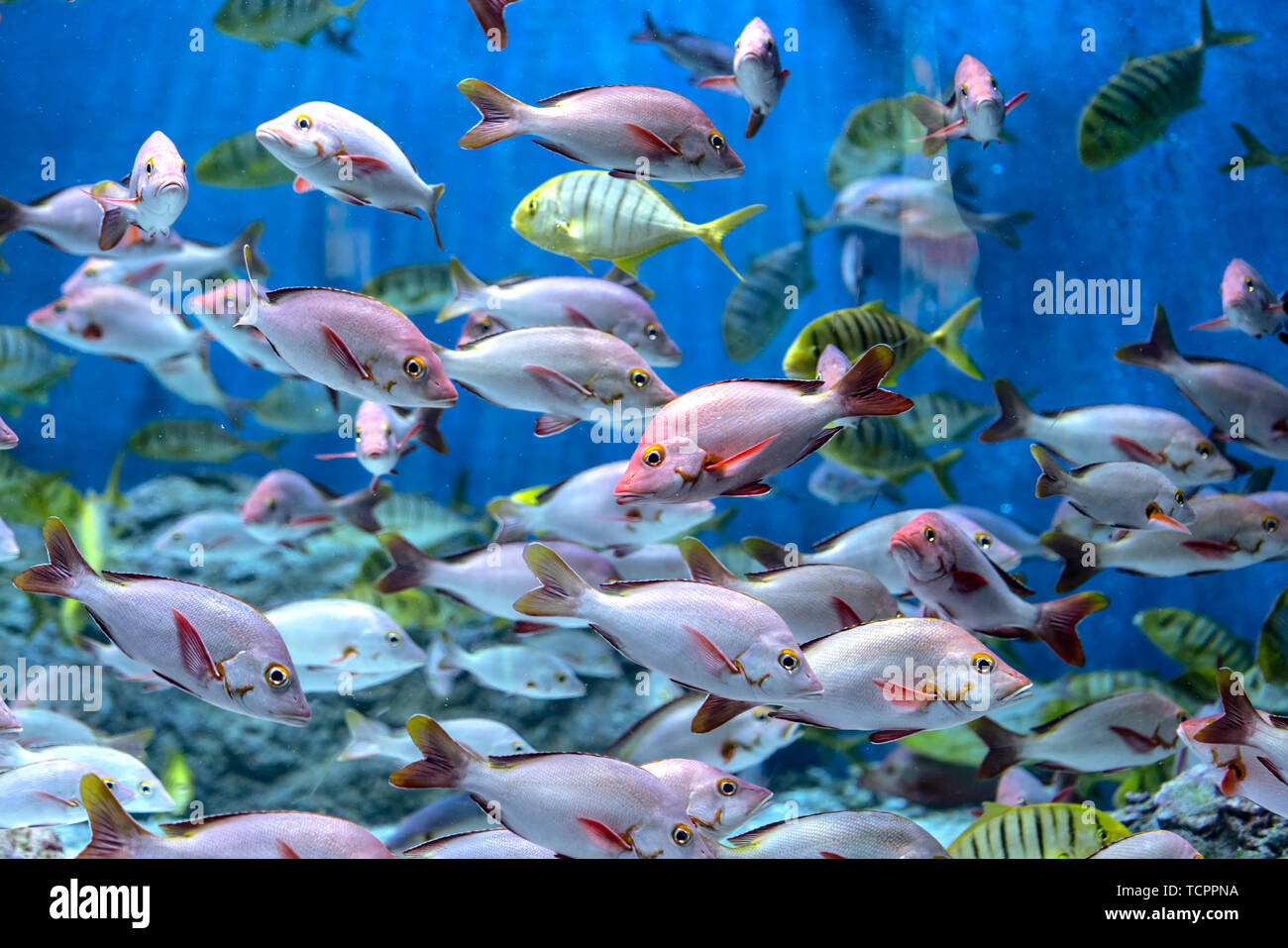The fish in the aquarium Stock Photo - Alamy