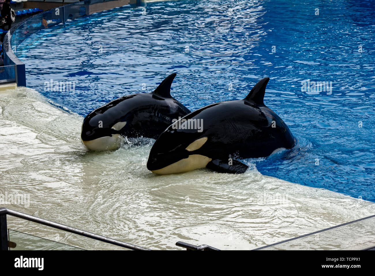Haichang Ocean Park orca performance in Shanghai Stock Photo - Alamy