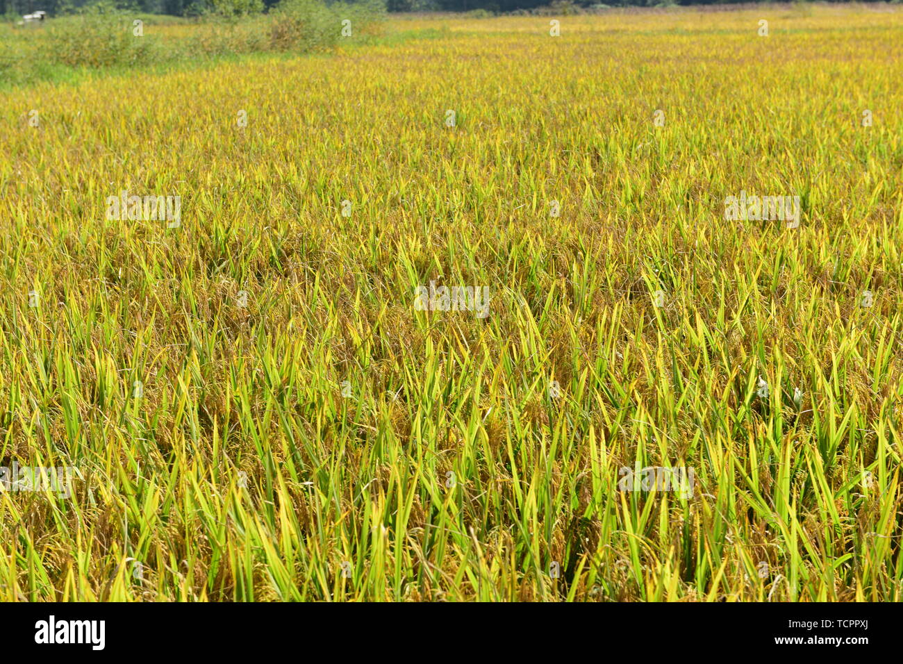 High definition rice hi-res stock photography and images - Alamy