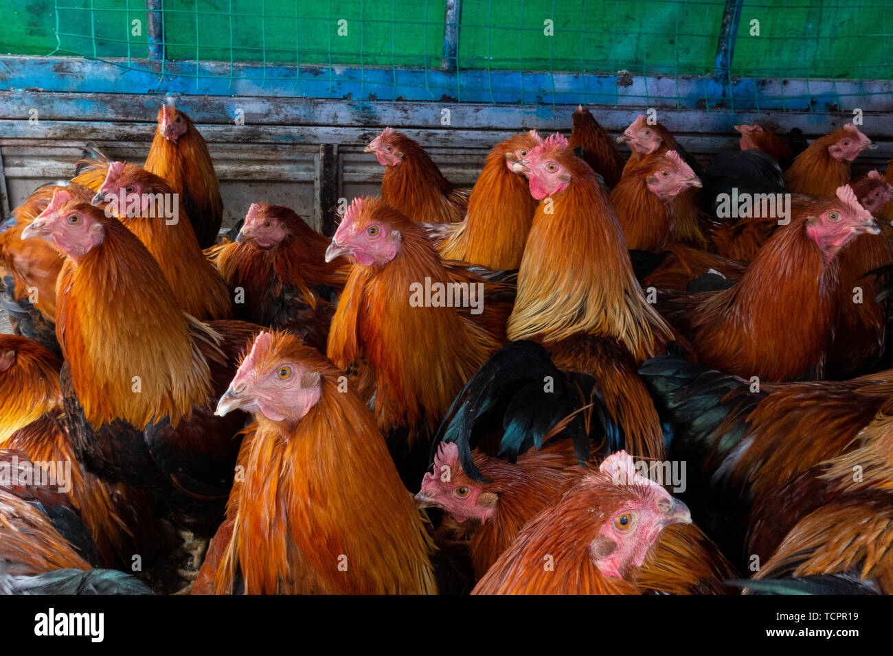 Big red rooster Stock Photo - Alamy
