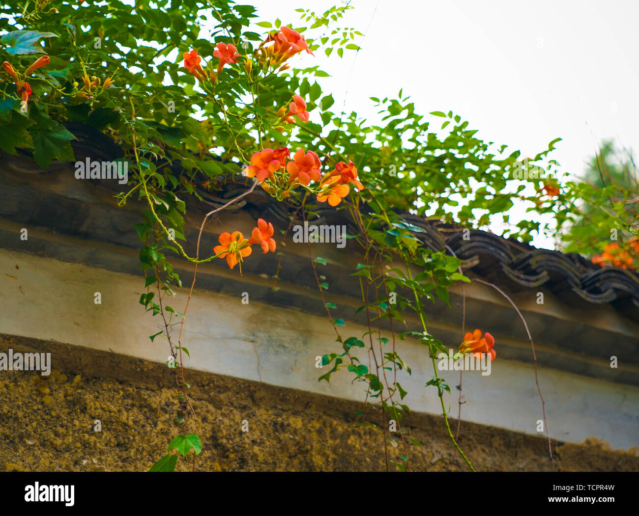 Grain planting leaves farm with sun comfortable weather hi-res stock ...