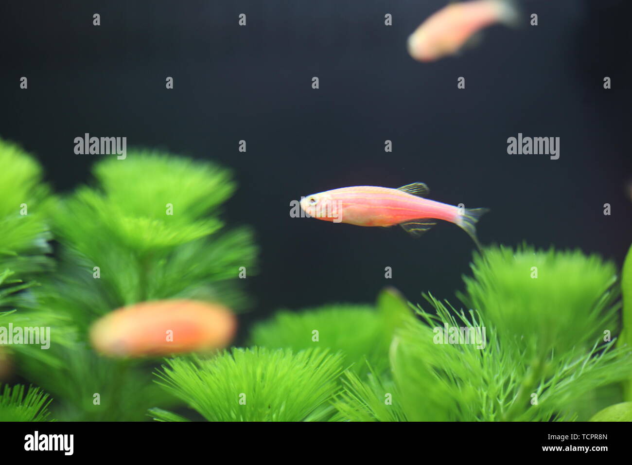 Lantern fish hi-res stock photography and images - Alamy