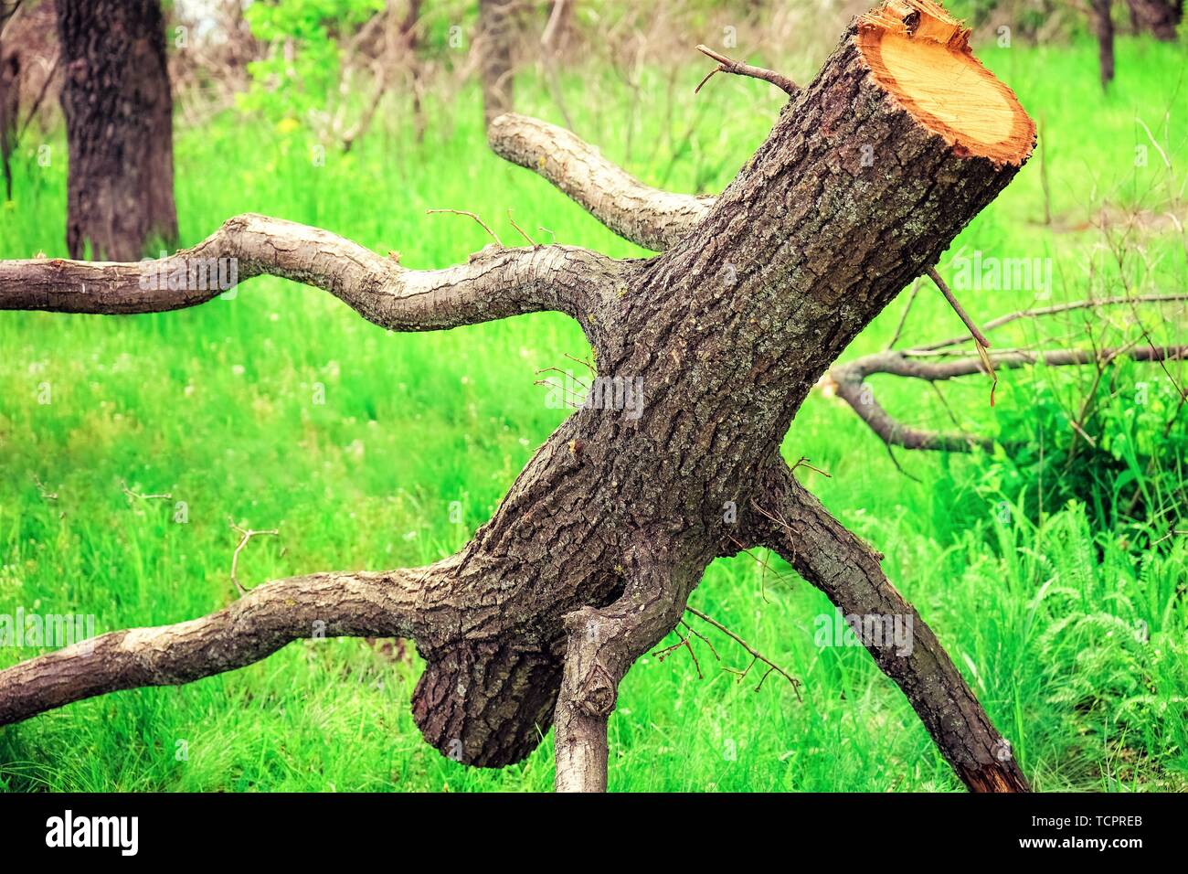 Bare tree trunk or snag with branches lying on the green grass in the ...