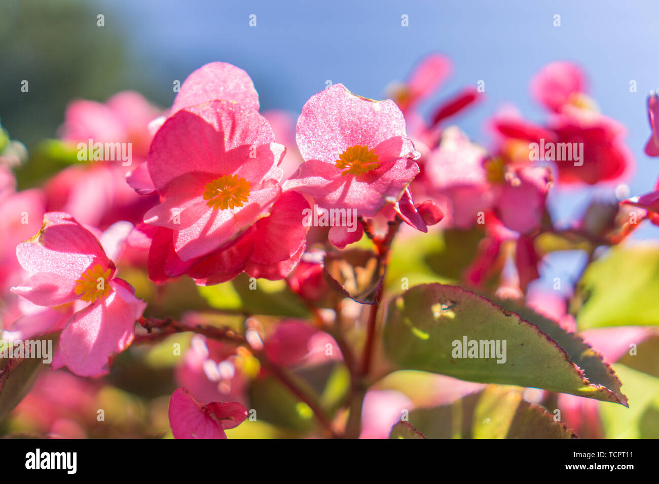 Begonia photos hi-res stock photography and images - Alamy