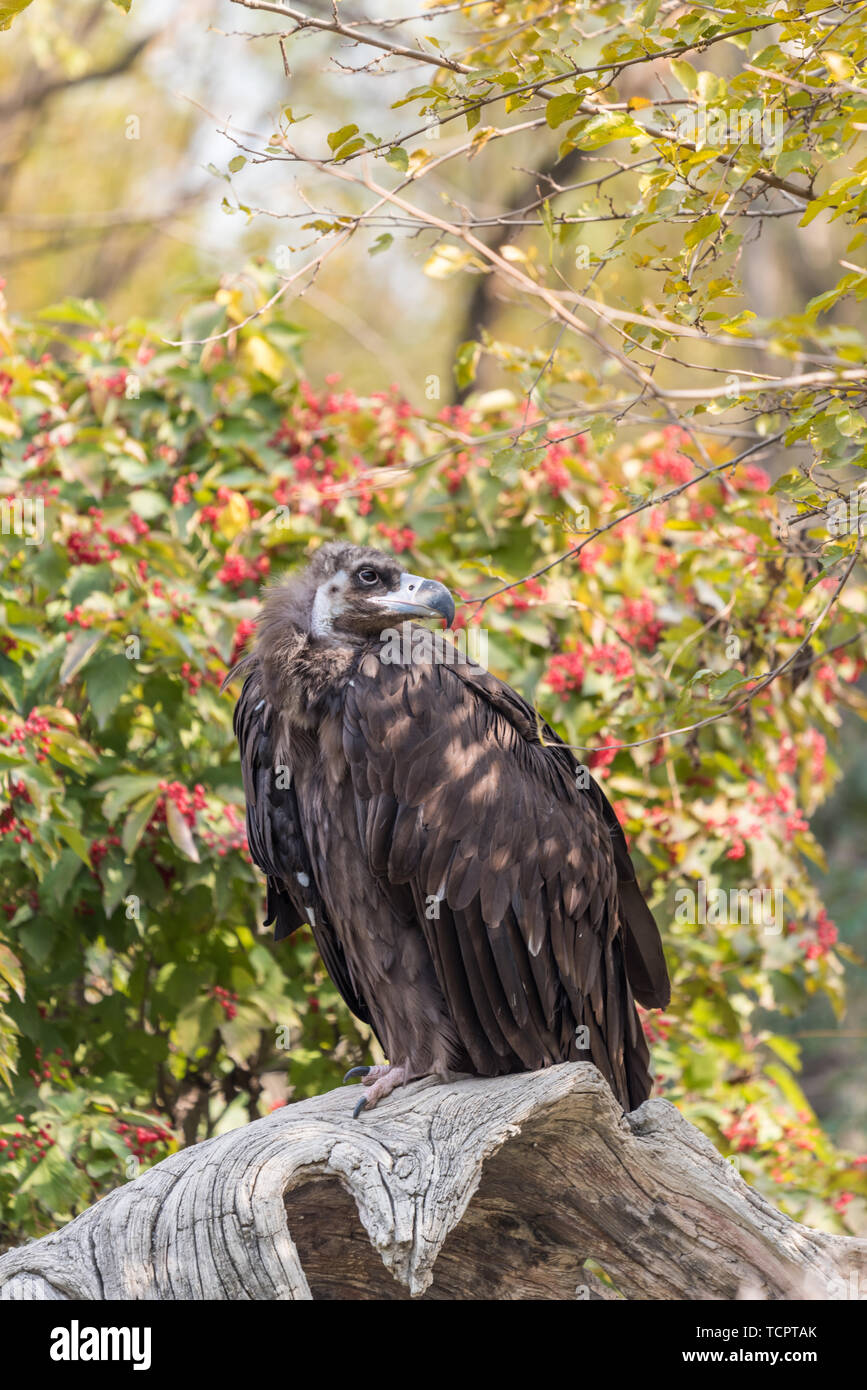 Fall Outdoor Vulture Closeup Stock Photo - Alamy